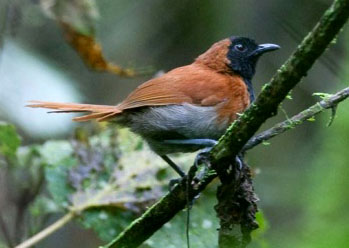 苇莺亚科 Acrocephalinae 蓝色动物学（中国动物学科普）